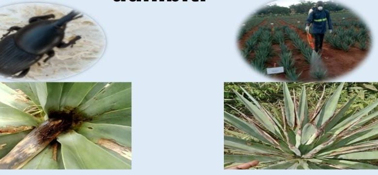 TARI wafanikiwa kumdhibiti Tembo Mkonge - HabariLeo