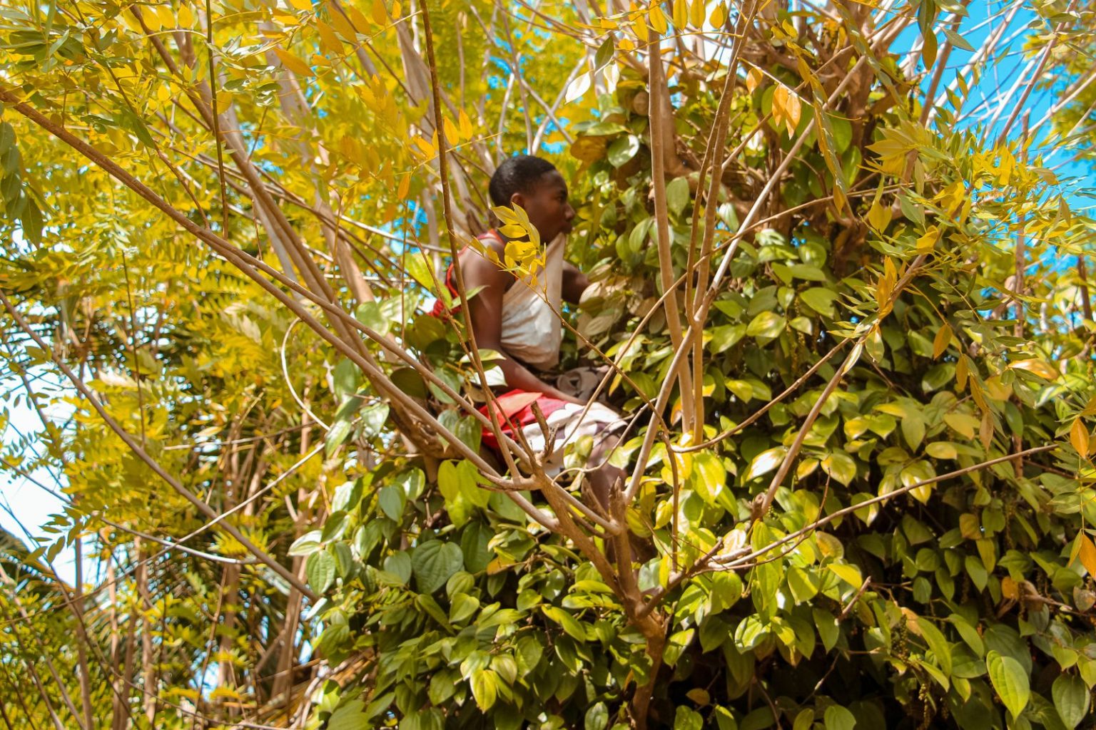 USAID, serikali wang’arisha kilimo cha viungo Tanga - HabariLeo