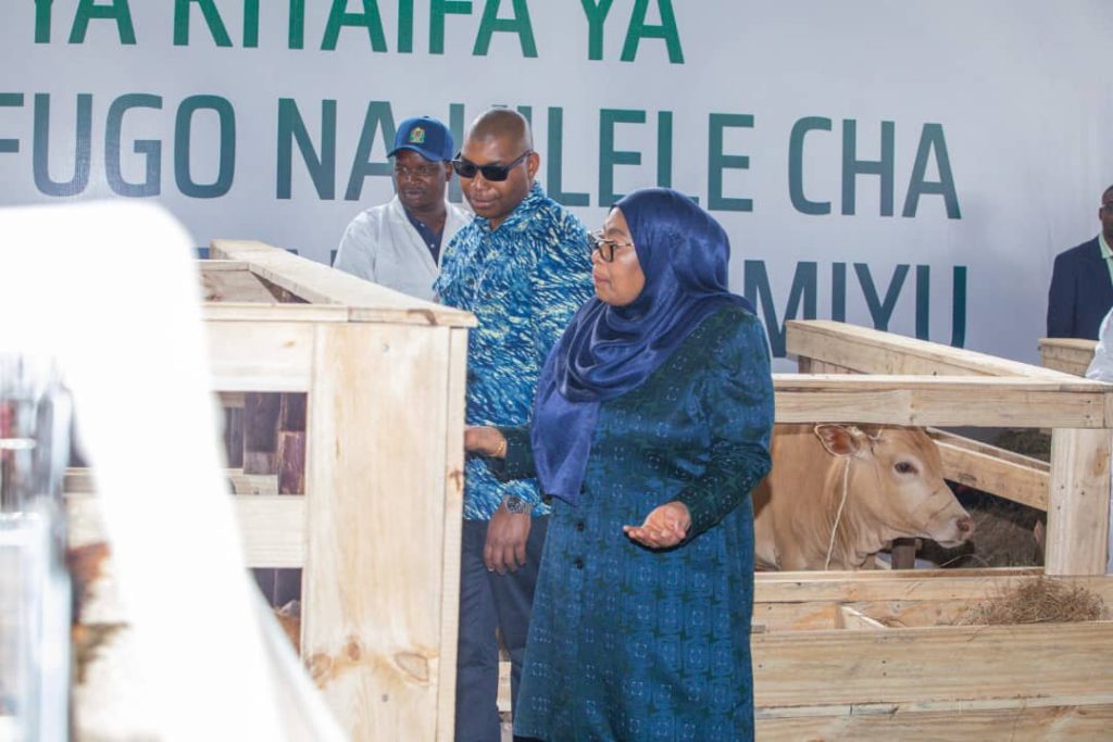 Rais Samia azindua kampeni ya chanjo, utambuzi mifugo - HabariLeo