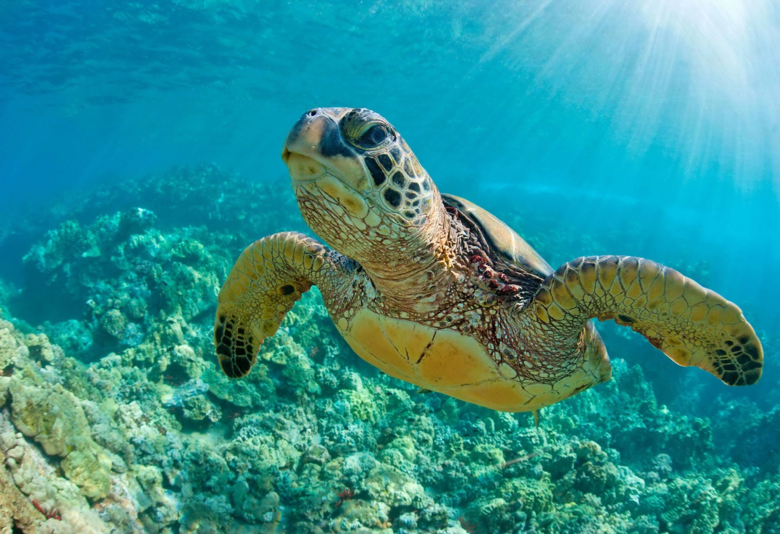 MNAZI BAY: Hifadhi bahari tajiri kwa nyangumi, matumbawe - HabariLeo